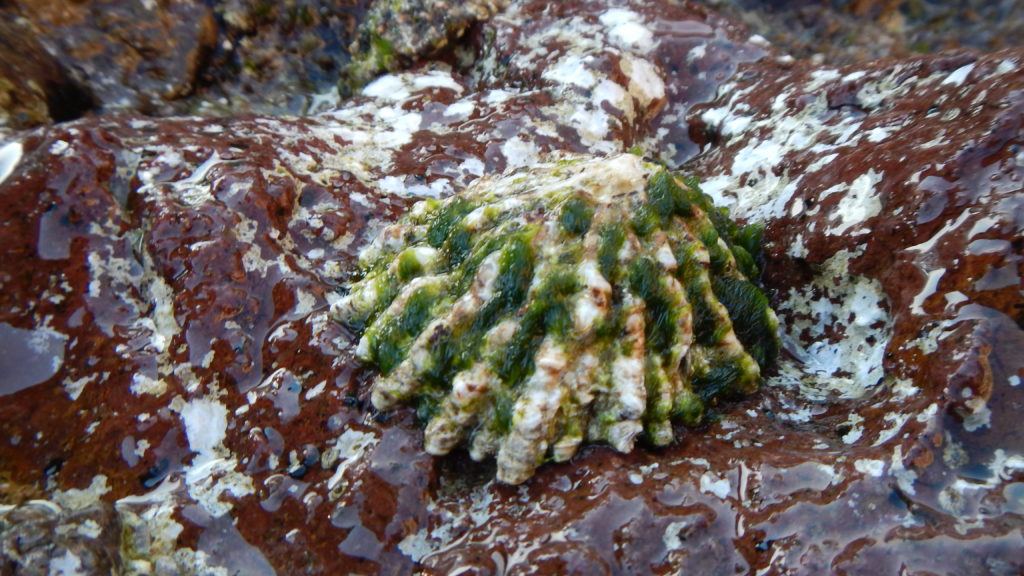 La Biblioteca de Salobreña acoge una exposición fotográfica sobre la Patella ferruginea – Radio ...